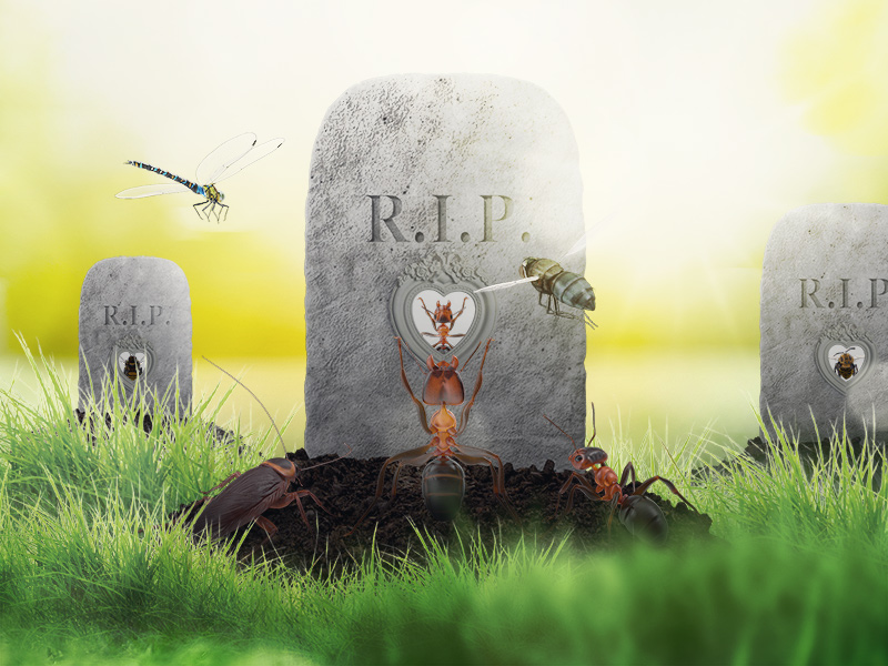 Trucker Holds Mass Funeral for Bugs Who Died on Windshield | Trucker News